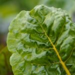 Rio Grande Colonias - USDA Regional Food Business Center