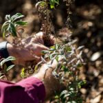 Rio Grande Colonias - USDA Regional Food Business Center